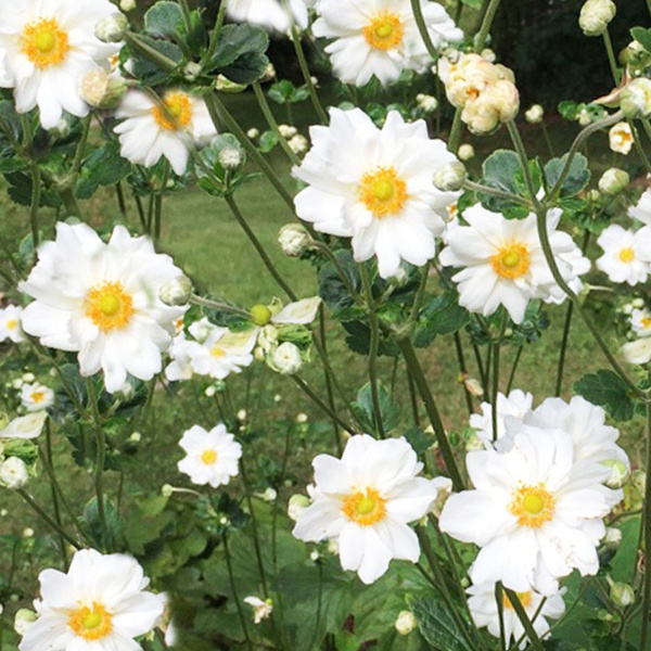 Анемона (ветреница) японская Вирлвинд (Anemone japonica Whirlwind ...