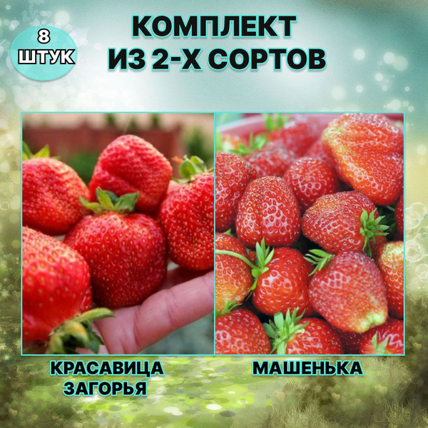 Набор саженцев клубники Красавица Загорья/Машенька (8 штук) - купить с ...