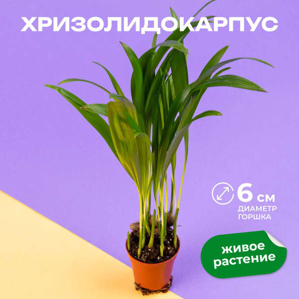Хризолидокарпус желтоватый (Арека) 6 20 купить на OZON по низкой цене ...