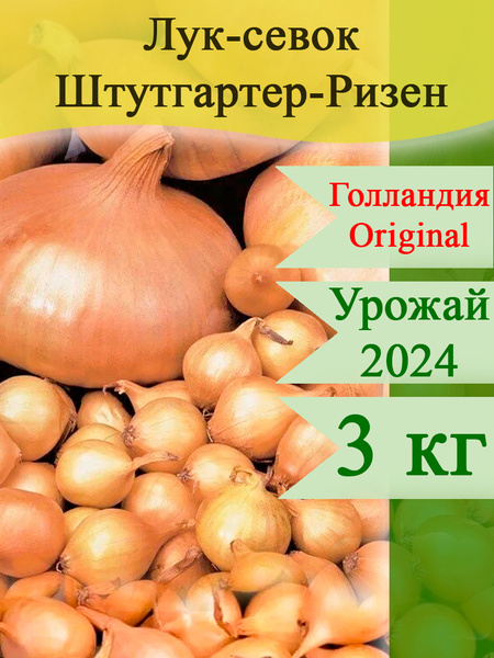 Лук севок, Лук АгроЛидер Лук севок Штутгартер ризен (Голландия ...