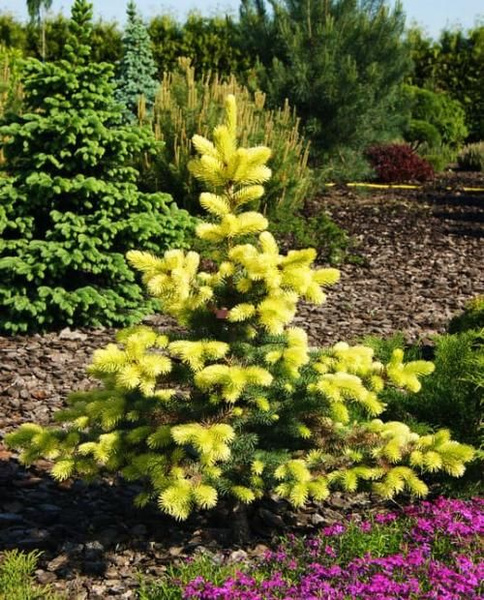 Ель колючая Майголд (Picea pungens Maigold) p9 купить на OZON по низкой ...
