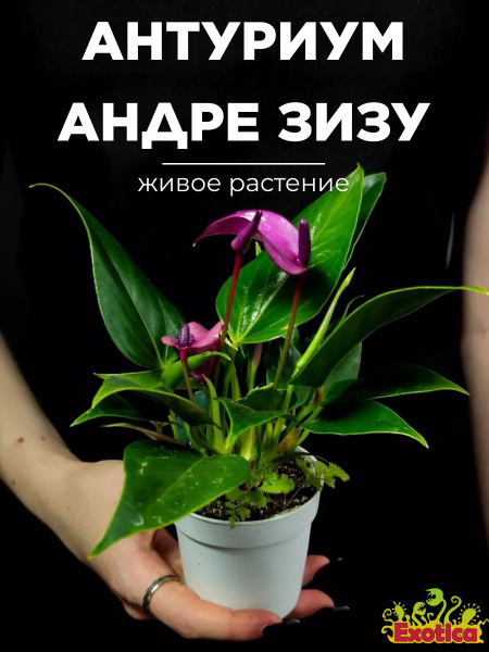 Антуриум Андре Зизу (Anthurium Andre Zizou) D7см, комнатный цветок ...