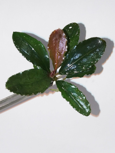 Буцефаландра "Высокомерный синий" (Bucephalandra sp. Arrogant Blue), 1 ...