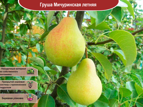 Груша Мичуринская летняя - купить с доставкой по выгодным ценам в ...