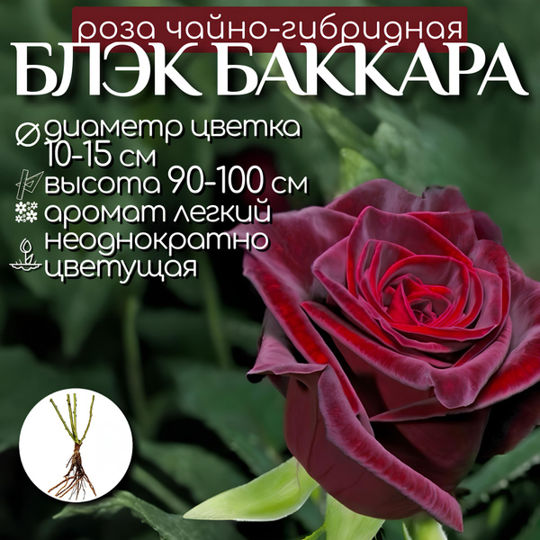 Саженец розы Блэк Баккара - купить с доставкой по выгодным ценам в ...
