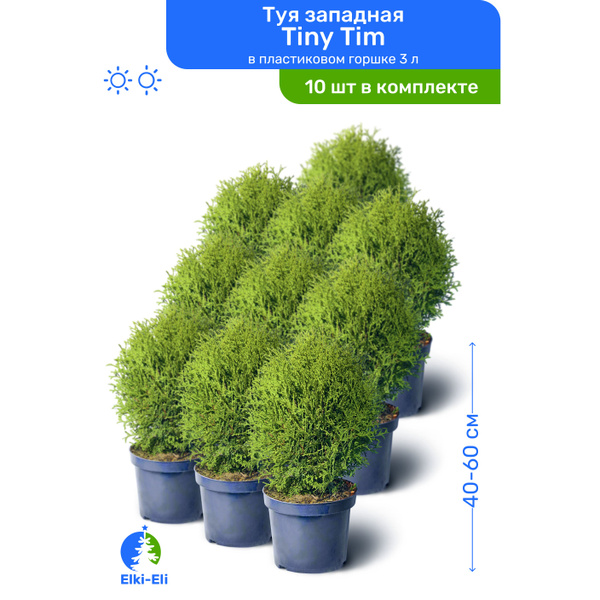 Туя западная Tiny Tim (Тини Тим) 40-60 см в пластиковом горшке 1-3 л ...