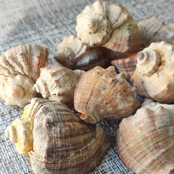 Украшение настольное интерьерное ракушка купить по доступным ценам в интернет магазине Ozon