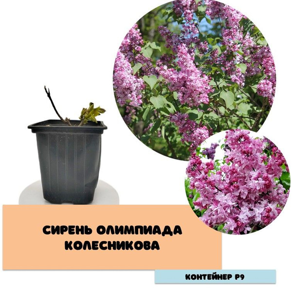Сирень Олимпиада Колесникова - купить с доставкой по выгодным ценам в ...