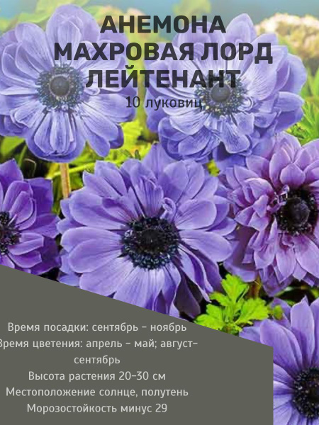 Луковицы Анемона купить по выгодной цене в интернет-магазине OZON ...