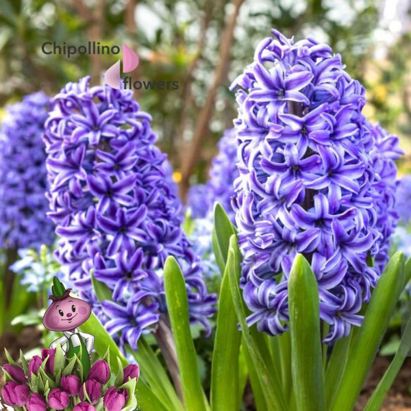 Луковицы Гиацинт Chipollino flowers купить по выгодной цене в интернет ...