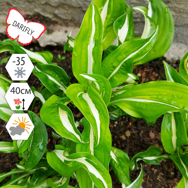 Хоста Твистед Сперминт (Hosta Twisted Spearmint), многолетник, саженец ...