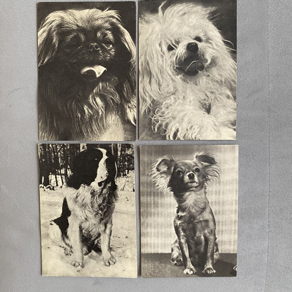 Канцелярия антикварная Открытки СССР Набор Собаки породы 4 штуки 1969 год купить по низким ценам ...