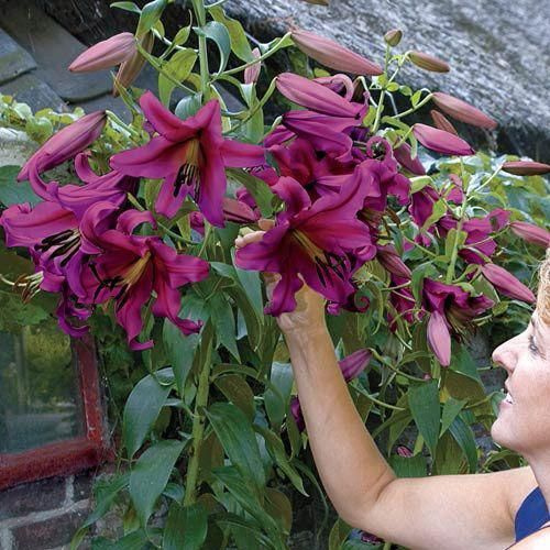 Лилия - дерево Пурпл Принц, 2 луковицы купить на OZON по низкой цене ...