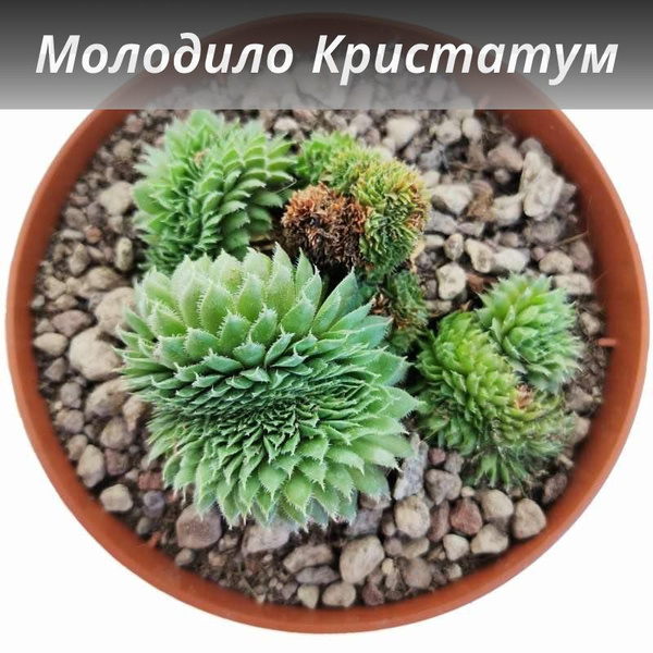 Многолетние декоративные травы, Декоративные разные саженец Молодило ...