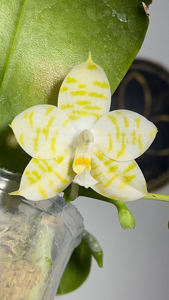 Орхидея живая/ароматная/ Phal. Mituo Golden Tiger TTT/цветонос купить ...