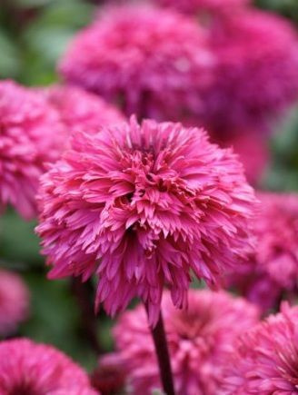 Эхинацея Blackberry Truffle (Блэкберри Трафл) купить на OZON по низкой ...