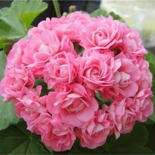 Саженец Пеларгония (герань) Австралиан Пинк Розебуд (Australian Pink ...