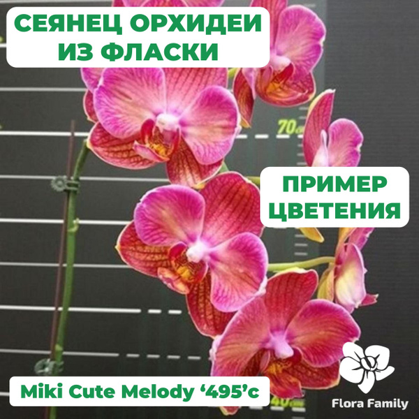 Подросток орхидеи из фласки Miki Cute Melody "495" купить на OZON по ...