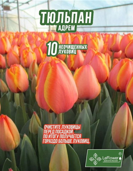Тюльпан LeFlower ЛФ-тюльпан-неочищенный-4 - купить по выгодным ценам в ...