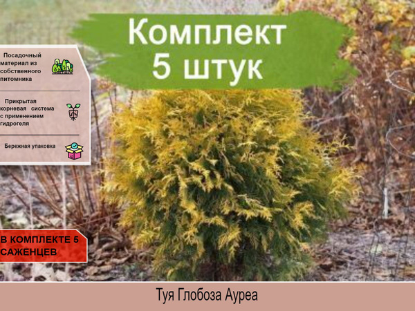 5 штук Туя Глобоза Ауреа - купить с доставкой по выгодным ценам в ...