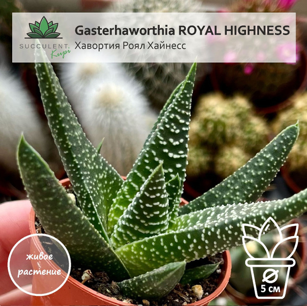 Характеристики Gasterhaworthia ROYAL HIGHNESS / диаметр горшка 5 см ...