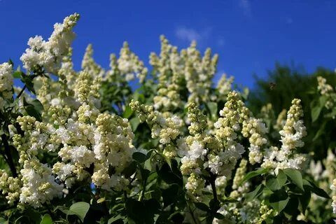 Сирень обыкновенная Моник Лемуан - купить с доставкой по выгодным ценам ...