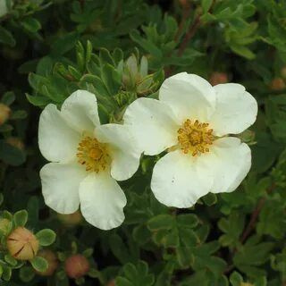 Лапчатка кустарниковая Крем Брюле - купить с доставкой по выгодным ...