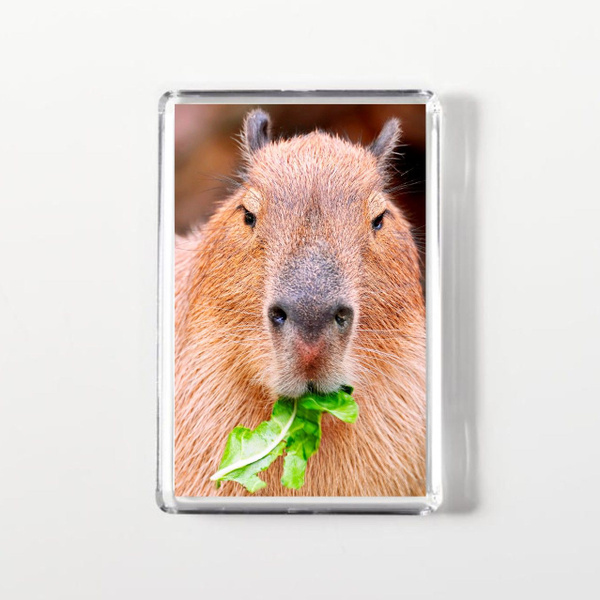 Магнит акриловый прямоугольный MIGOM "Capybara v2, Капибара" - v0009 Magnet-260424-9 - купить по ...