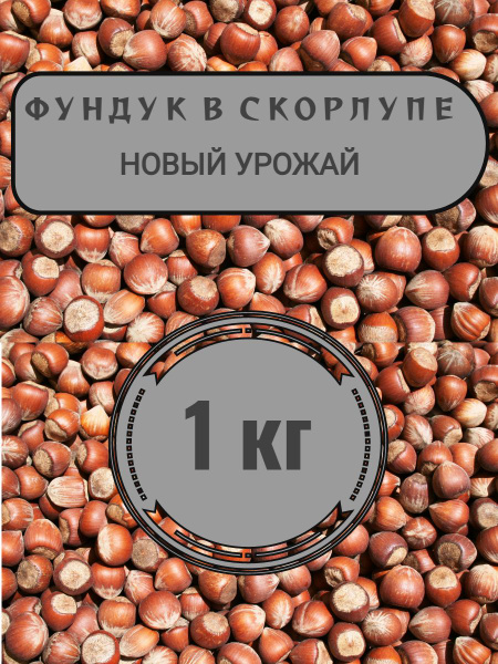 Фундук в скорлупе - купить с доставкой по выгодным ценам в интернет ...