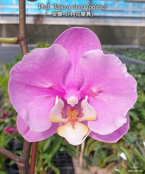 Орхидея Phal. Taisuco Anna (peloric) 2,5 НЕ ЦВЕТЕТ купить на OZON по низкой цене (1617018196)