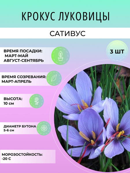 Крокус Сативус луковицы 3 шт, многолетние цветы для сада и дачи купить ...