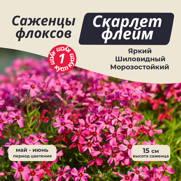 Флокс шиловидный Скарлет Флеймс - купить с доставкой по выгодным ценам ...