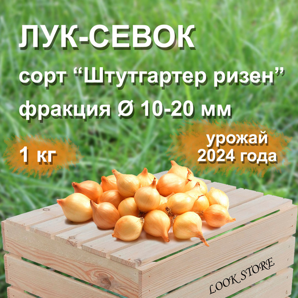 Луковицы Лук, Лук севок купить по выгодной цене в интернет-магазине ...
