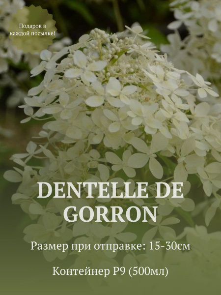 Гортензия метельчатая Дентель де гарон (Dentelle de Gorron) в стакане ...