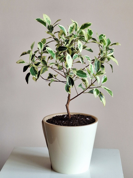 Фикус Микрокарпа Нитида Хаваи Ficus Microcarpa Nitida Hawaii на штамбе ...