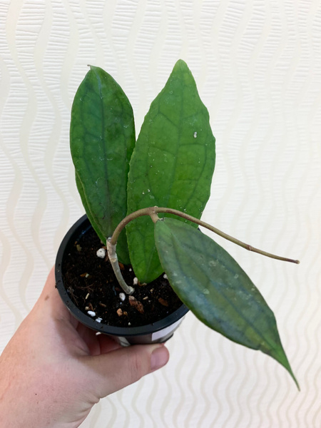 Растение Хойя Германи (Hoya Sp Germany). Живое комнатное растение в ...