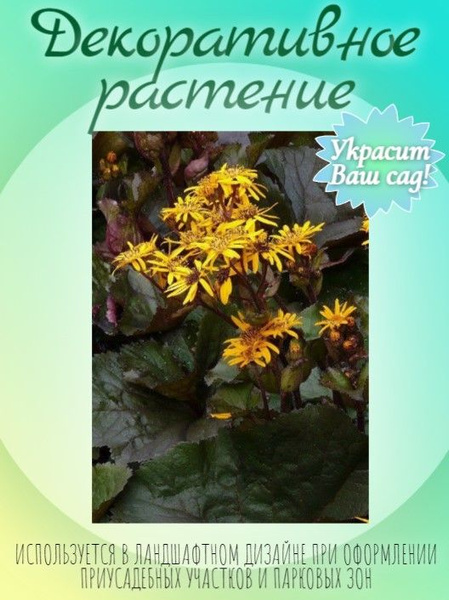 Бузульник Поиск Цветущие растения///9015 - купить по выгодным ценам в ...