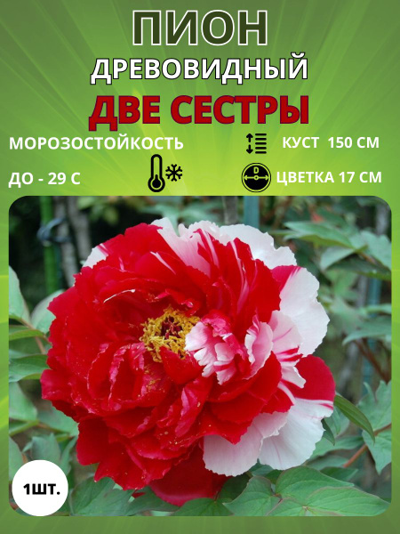 Пион, корень саженец для посадки купить на OZON по низкой цене (1492893723)