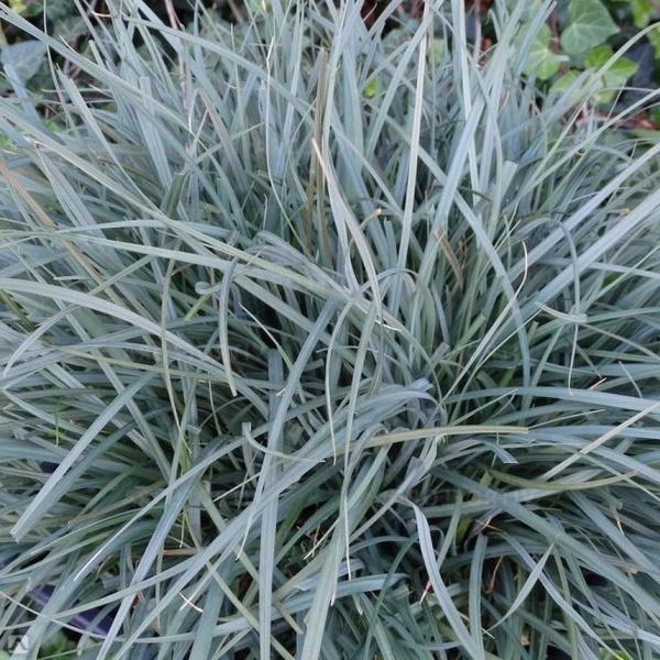 Осока просяная Памира - купить с доставкой по выгодным ценам в интернет ...