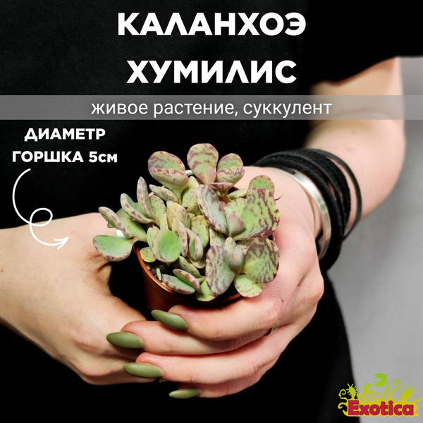 Характеристики Каланхоэ Хумилис Груп (Kalanchoe Humilis Group) D5см ...