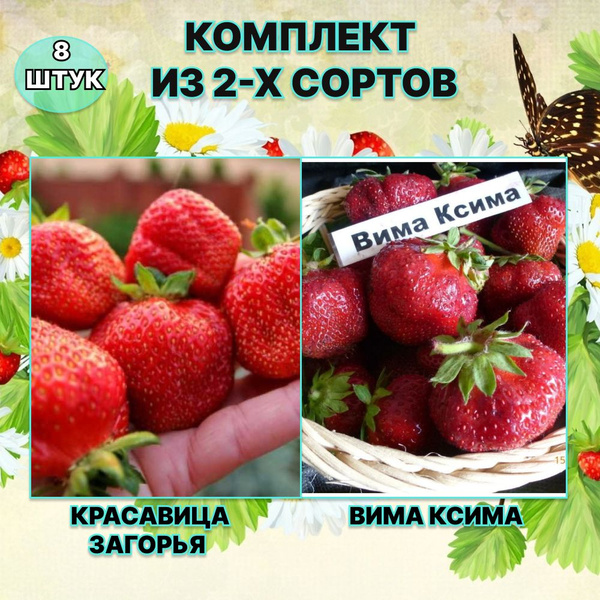 Клубника Шебекинский район красавица-ксима_8 - купить по выгодным ценам ...