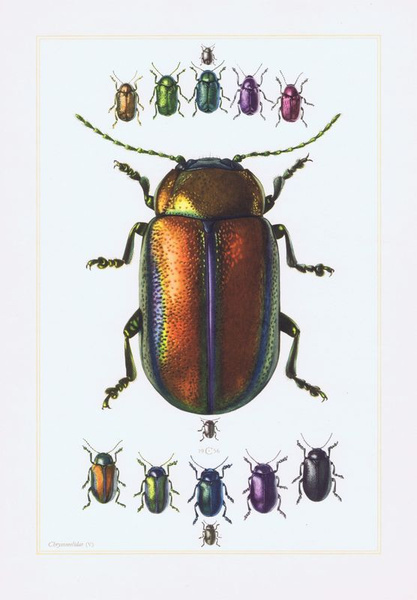 Жуки. Скрытоглавы. Антикварная офсетная литография. Германия, 1961 год - купить по выгодной цене ...