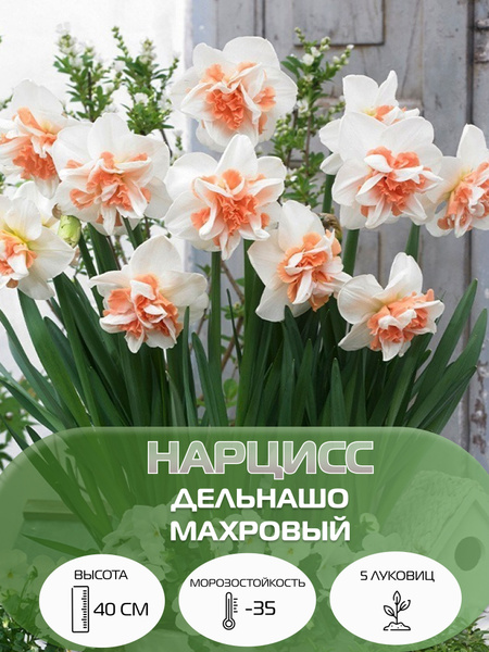 Нарцисс нарцисс - купить по выгодным ценам в интернет-магазине OZON ...