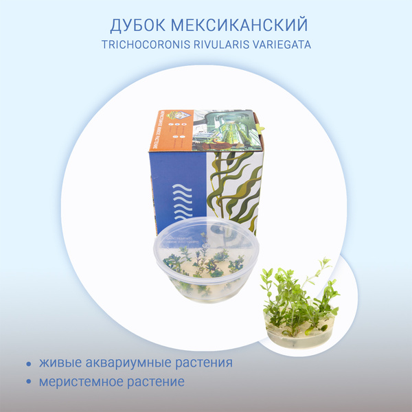 ДУБОК МЕКСИКАНСКИЙ (TRICHOCORONIS RIVULARIS VARIEGATA) меристема живые ...