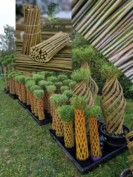 Черенки ивы 30 см. 50 шт. Ива Американка гигантская (Salix americana L), (+ инструкция). Черенок ...