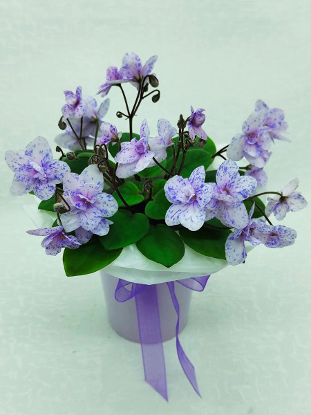 Фиалка Фиалка Rob's Boolaroo, стартер купить на OZON по низкой цене ...