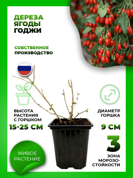 Дереза ягоды Годжи, Р9 - купить с доставкой по выгодным ценам в ...
