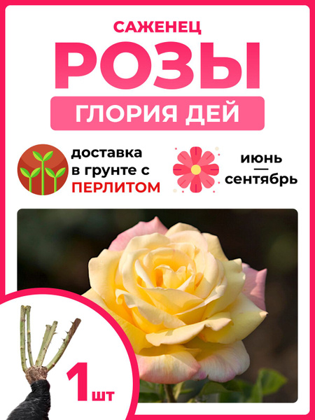 Роза Глория Дей, саженец 1 шт - купить с доставкой по выгодным ценам в ...