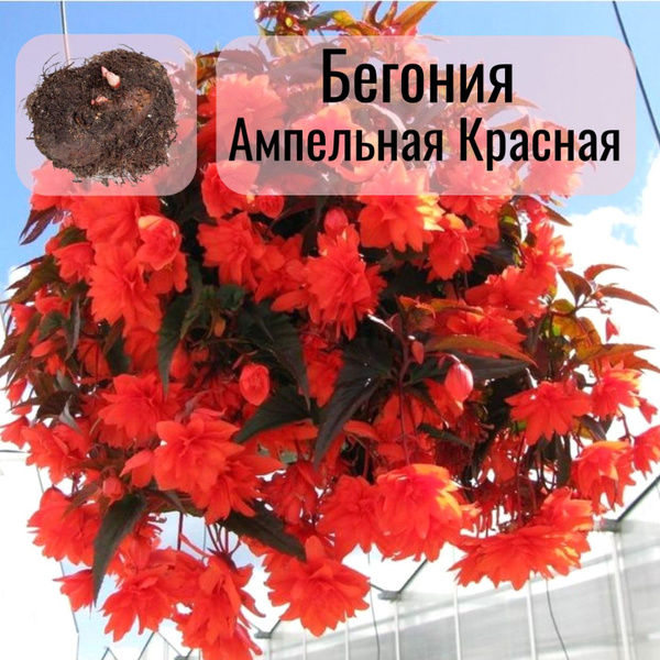 Клубни Бегонии Долина роз купить по выгодной цене в интернет-магазине ...
