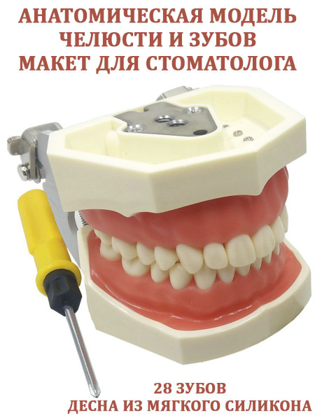 Анатомическая модель челюсти и зубов для препарирования, макет для ...